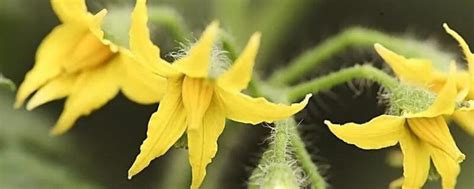 西红柿开花到成熟多久 发财农业网