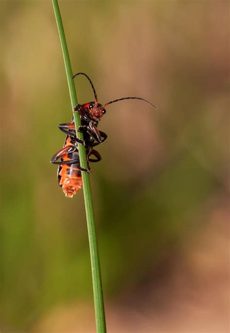 Beetle Bug Insect Free Photo On Pixabay Pixabay
