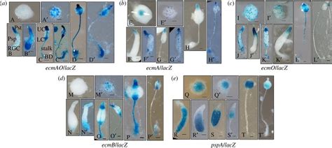 Cell type specific expression patterns in Ax and ampkα developmental Download Scientific