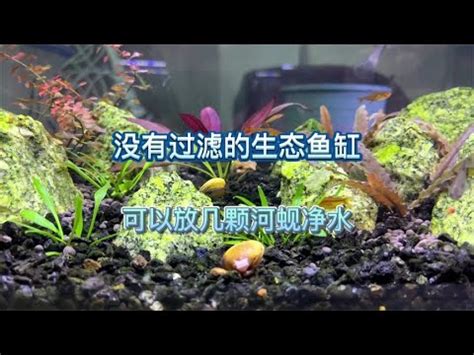 没有过滤的生态鱼缸放几颗河蚬试试净水效果很明显 YouTube