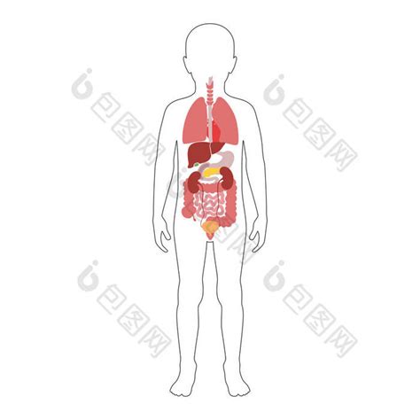 人类内脏器官载体图片 包图网企业站
