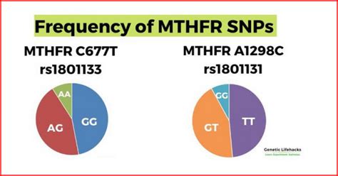 Genetics Implications Of The Mthfr Rs1801131 Polymorphism And The