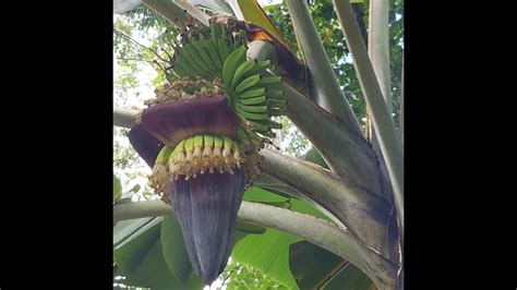 열대식물 바나나가 열렸어요바나나꽃바나나스리랑카 Youtube