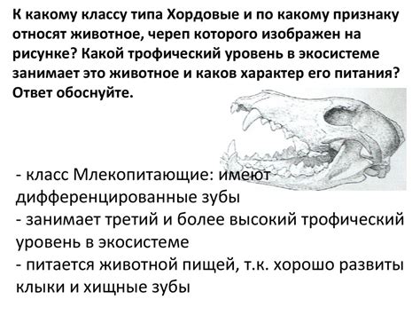 Млекопитающие презентация онлайн