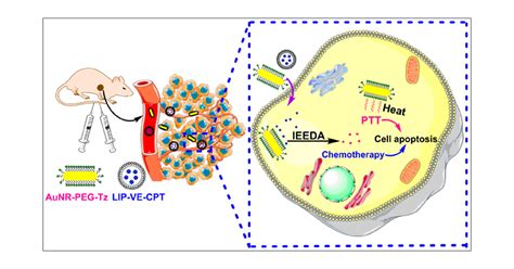 Tetrazine Mediated Bioorthogonal System For Prodrug Activation