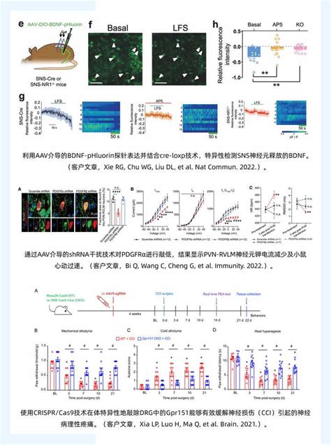 基因过表达细胞系构建的原理是什么？ 知乎