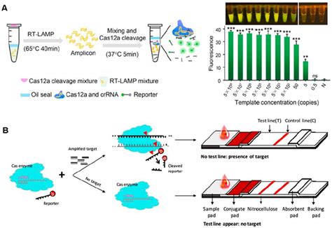 基于crisprcas系统的即时诊断研究进展