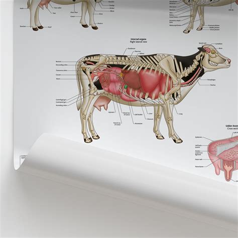 Bovine Anatomy Poster Cow Anatomical Laminated Chart Anatomystuff