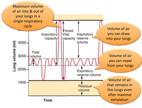 Lung Function Tests Flashcards Quizlet