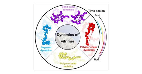 Unveiling The Multiscale Dynamics Of Polymer Vitrimers Via Molecular Dynamics Simulations