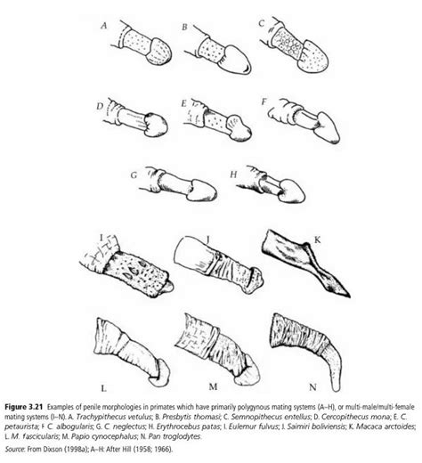 The Human Penis Is Remarkably Boring — Traditions Of Conflict