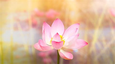 Bộ sưu tập hình nền Vu Lan báo hiếu đẹp và ý nghĩa