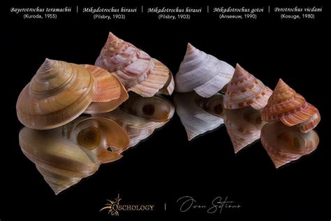 Pleurotomaria Set Conchas