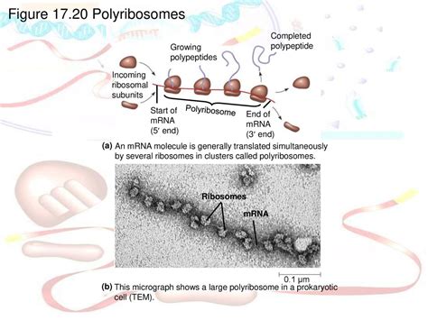 Chapter 17 From Gene To Protein Ppt Download