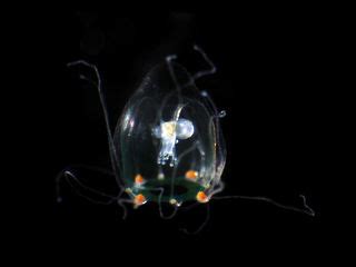 シミコクラゲ属 Rathkea超黒潮生物図鑑