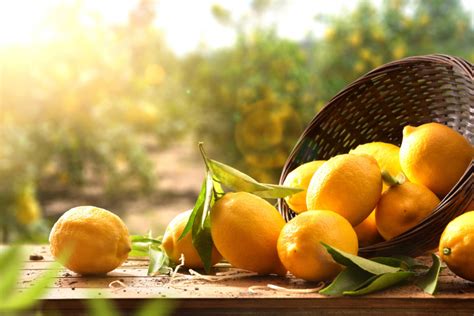 Growing Lemons At Home Is Easier Than You Think—heres How