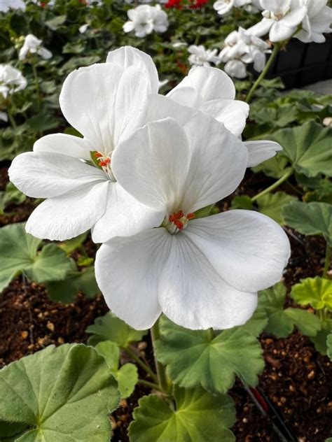 Shop All Garden Ready Plants Live In Stock And Ready To Grow Growjoy