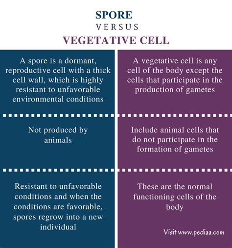 Difference Between Spore And Vegetative Cell Definition Types Features Comparison