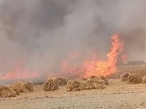 Wheat Crop Caught Fire In The Field 15 To 20 Bighas Of Crop Turned To
