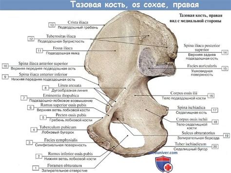 Анатомия тазовой кости пояса нижней конечности