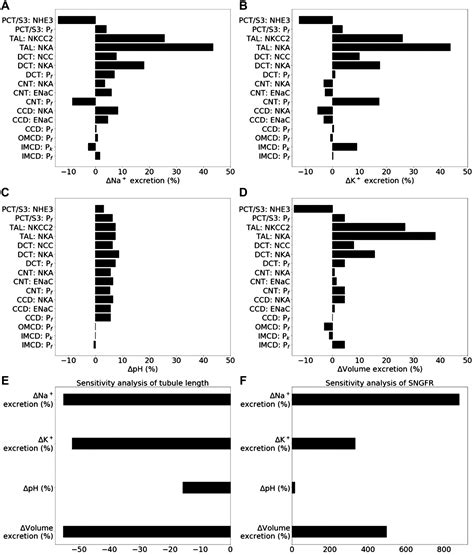 Functional Implications Of The Sex Differences In Transporter Abundance