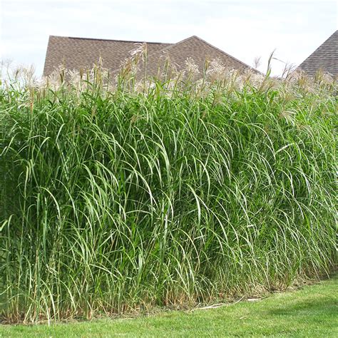 Shop Privacy Grass