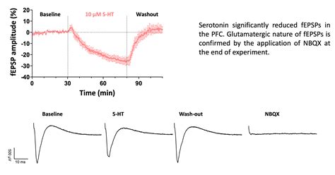 exploring synaptic function in the prefrontal cortex using multielectrode array neuroservices