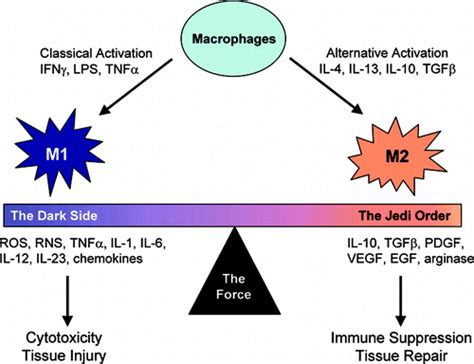 Bacteria Can Alter Macrophage Phenotypes In Wounds Into Pro Inflammatory Soup DF Blog
