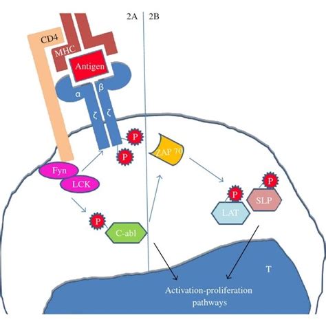 Antifibrotic Effect Of Tki The Original Target Of Imatinib C Abl Is Download Scientific