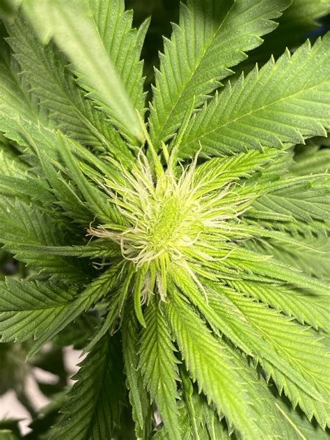 Is This Some Kind Of Mutation R Cannabiscultivation