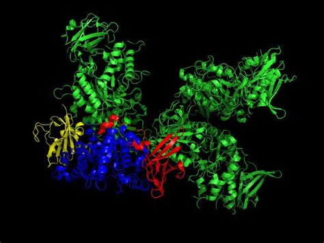 Glycogen Branching Enzyme Alchetron The Free Social Encyclopedia