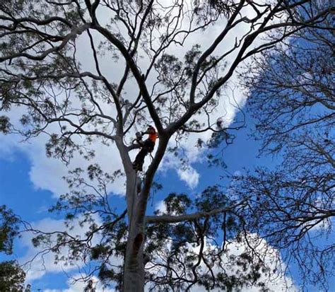 Arborist Australia Emergency Tree Lopping Trimming Removal Service