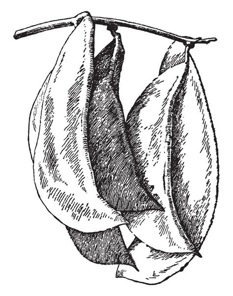 Bean Lima Stock Illustrations 99 Bean Lima Stock Illustrations Vectors And Clipart Dreamstime