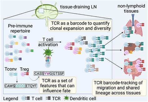 TCR Sequencing In Cancer And Autoimmunity Barcodes And Beyond Abstract Europe PMC