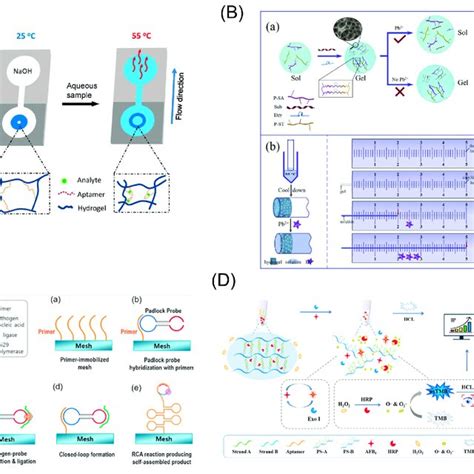 Schematic Diagram Of Stimulus Responsive Dna Hydrogel Biosensors For