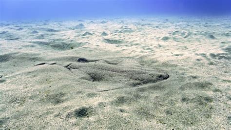 Angel Shark In Camouflage At The Bottom Of The Sea Stock Image Image Of Camouflage Ocean