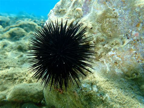 Urchin