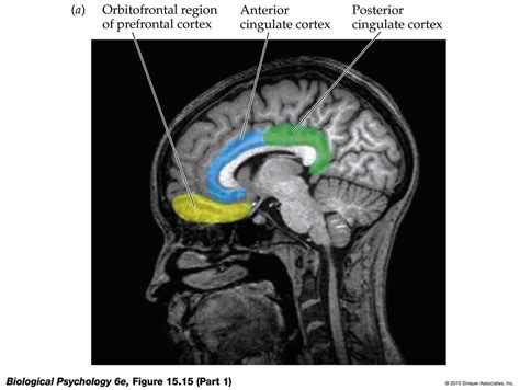 Anterior Cingulate Cortex