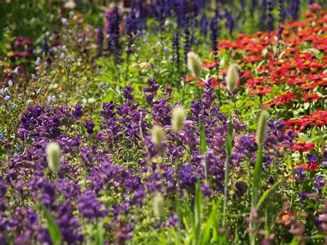 Безплатна снимка трева поле морава ливада прерия лято билка ботаника градина флора