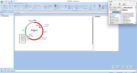 Dnaman 氨基酸序列比对 知乎