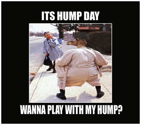 50 Trendy Hump Day Memes That Make You Laugh Quotesbae