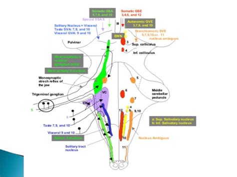Cranial Nerve Nuclei