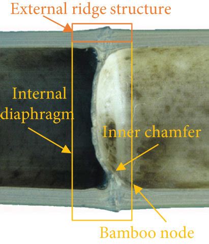 The Section View Of The Bamboo Node Download Scientific Diagram