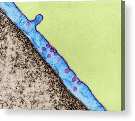 Endocytosis By A Capillary Endothelial Cell Acrylic Print By Science