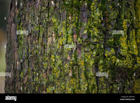 Very Beautiful Texture Of A Tree Covered With Moss Stock Photo Alamy