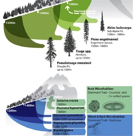 Dominant Tree Species Explanatory Traits And Indicator Lichen Species Download Scientific