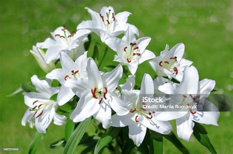 마돈나 릴리 정원에 하얀 부활절 백합 꽃이 핀다 백합이 피고 있습니다 백합 칸디덤 하얀 꽃잎을 가진 정원 릴리 화창한 날에 큰 꽃입니다 녹색 배경에 백합 꽃의 클로즈업 0