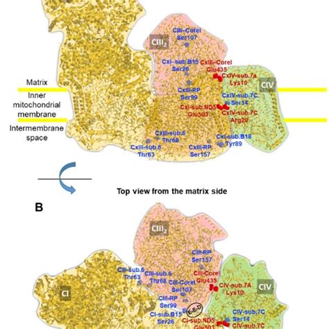 Structure Of The Mitochondrial Respirasome With Localization Of Download Scientific Diagram