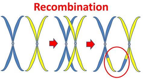 Variation Mutation And Recombination W3schools