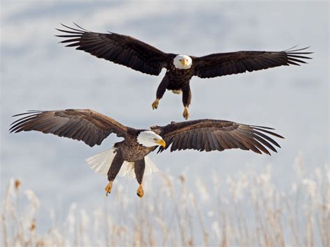 Two Eagles Flying Together Spiritual Meaning 3 4 5 Awakening State